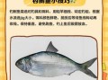 鲥鱼图片大全_如何分辨真假鲥鱼