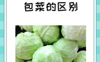 包菜的营养价值是什么_包菜热量高吗