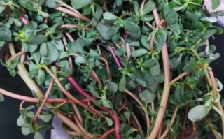 干的马齿苋怎么吃最好_干的马齿苋怎么泡发