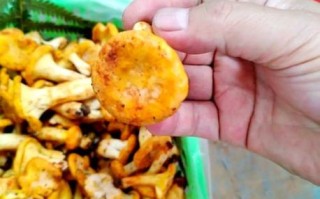 鸡油菌可以人工种植吗_鸡油菌人工种植技术