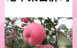 苹果热量高吗_苹果吃了会胖吗