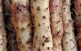 铁棍山药产地是哪里_正宗温县垆土铁棍山药怎么挑