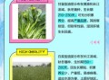 甘蓝型油菜图片_如何识别甘蓝型油菜