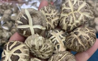 花菇和香菇的区别_冬菇怎么挑选