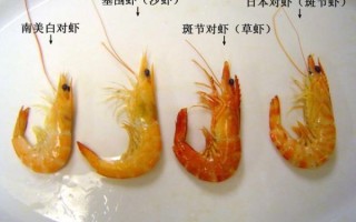 对虾和基围虾的区别_哪个更好吃