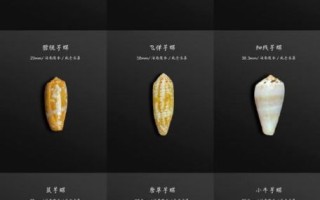 鸡心螺简笔画怎么画_鸡心螺有毒吗