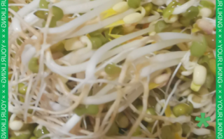 绿豆芽怎么不长根_生绿豆芽不长根的窍门