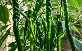 线椒辣不辣_线椒怎么种