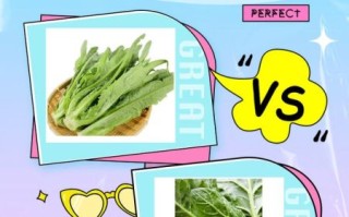 油麦菜和莴笋叶的区别图片_怎么区分油麦菜和莴笋叶