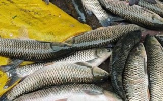 草鱼吃什么食物_草鱼最爱吃什么