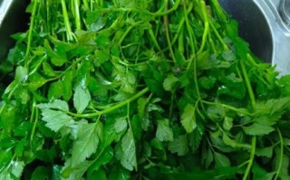 广东菜野菜的做法大全_有哪些家常做法