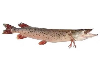 黑斑狗鱼长什么样_黑斑狗鱼怎么分辨