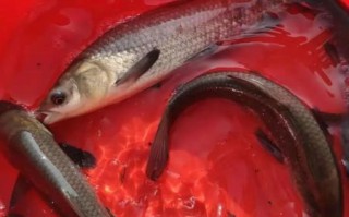 青鱼养殖技术_如何提高青鱼成活率