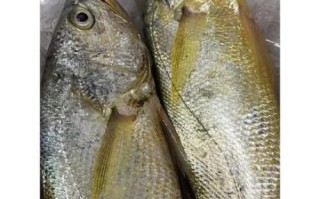 黄花鱼的营养价值及功效_黄花鱼的禁忌有哪些