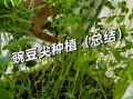 豌豆芽苗怎么种_豌豆芽苗多久能采收