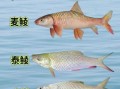 鲮鱼图片大全大图_鲮鱼有哪些常见种类