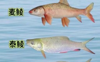 鲮鱼图片大全大图_鲮鱼有哪些常见种类