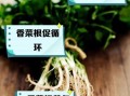 芫荽根的功效与作用_芫荽根煮水能天天喝吗