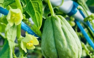 佛手瓜需要焯水吗_佛手瓜焯水多久