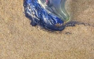 最无毒的水母有哪些_可以触摸吗