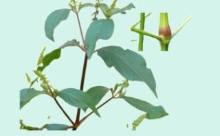 川牛膝的功效与作用_川牛膝怎么吃最好