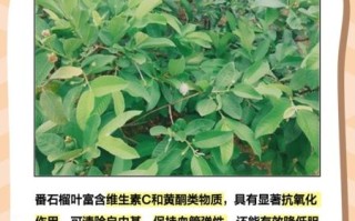 番石榴叶的功效与禁忌_番石榴叶泡水喝的副作用