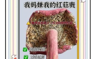 真红菇和假红菇的区别_如何辨别真假红菇
