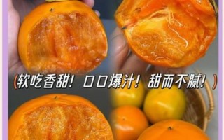 甜脆柿怎么挑_甜脆柿和软柿区别