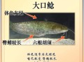 鲶鱼和鲇鱼一样吗_区别与辨认技巧