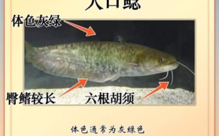 鲶鱼和鲇鱼一样吗_区别与辨认技巧