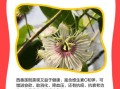 西番莲图片_如何识别成熟果实