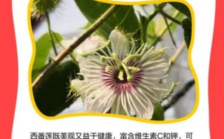 西番莲图片_如何识别成熟果实