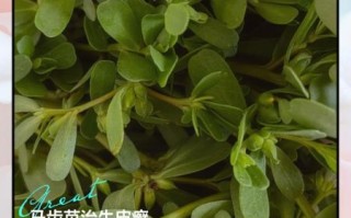 马齿苋菜的功效与禁忌_马齿苋菜什么人不能吃
