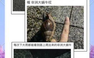非洲大蜗牛为什么不能摸_摸了会怎样