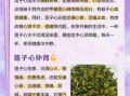 莲子心茶几天喝一次好_莲子心茶多久喝一次不伤身