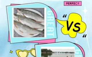 白条鱼和翘嘴鱼的区别_怎么区分白条和翘嘴