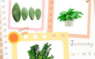 防辐射的植物有哪些_哪些植物能吸收辐射