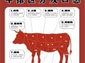牛排是牛的哪个部位_不同部位口感差异