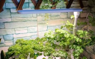 欧芹是香菜吗_欧芹和香菜的区别