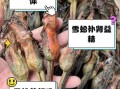 雪蛤膏是什么东西_雪蛤膏的功效与作用