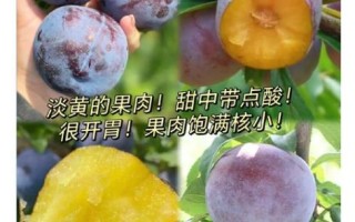 黑布林一天最多吃几个_吃多了会怎样