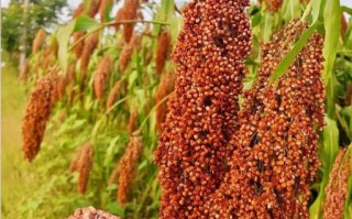 红高粱米怎么煮_红高粱米图片大全