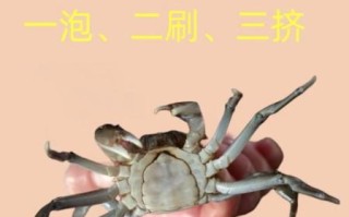 如何清洗螃蟹才干净_螃蟹清洗步骤