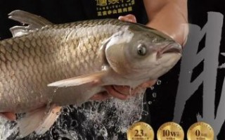 脆肉鲩多少钱一斤_脆肉鲩价格影响因素