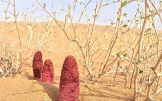 锁阳图片大全高清图片_锁阳长什么样