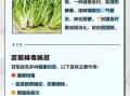 苦菊的功效与作用有哪些_苦菊的营养价值高吗