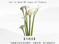 马蹄莲几月开花_马蹄莲花期多长