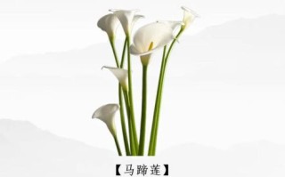马蹄莲几月开花_马蹄莲花期多长