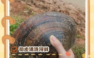 野生河蚌怎么清洗_野生河蚌的做法视频教程