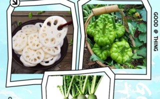 秋季吃什么菜好_秋天时令蔬菜推荐